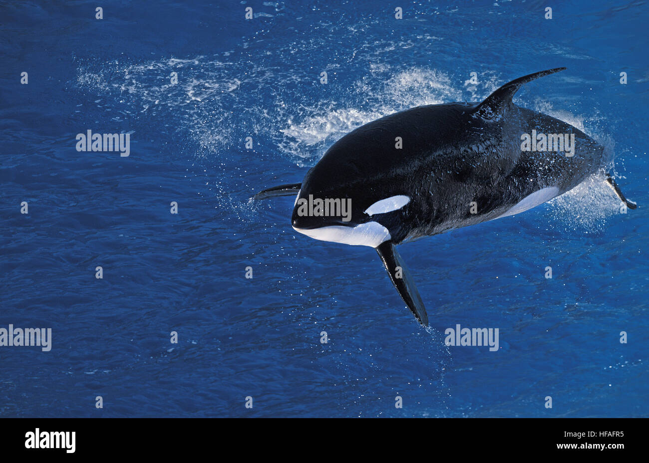Orca whale breaching hi-res stock photography and images - Alamy
