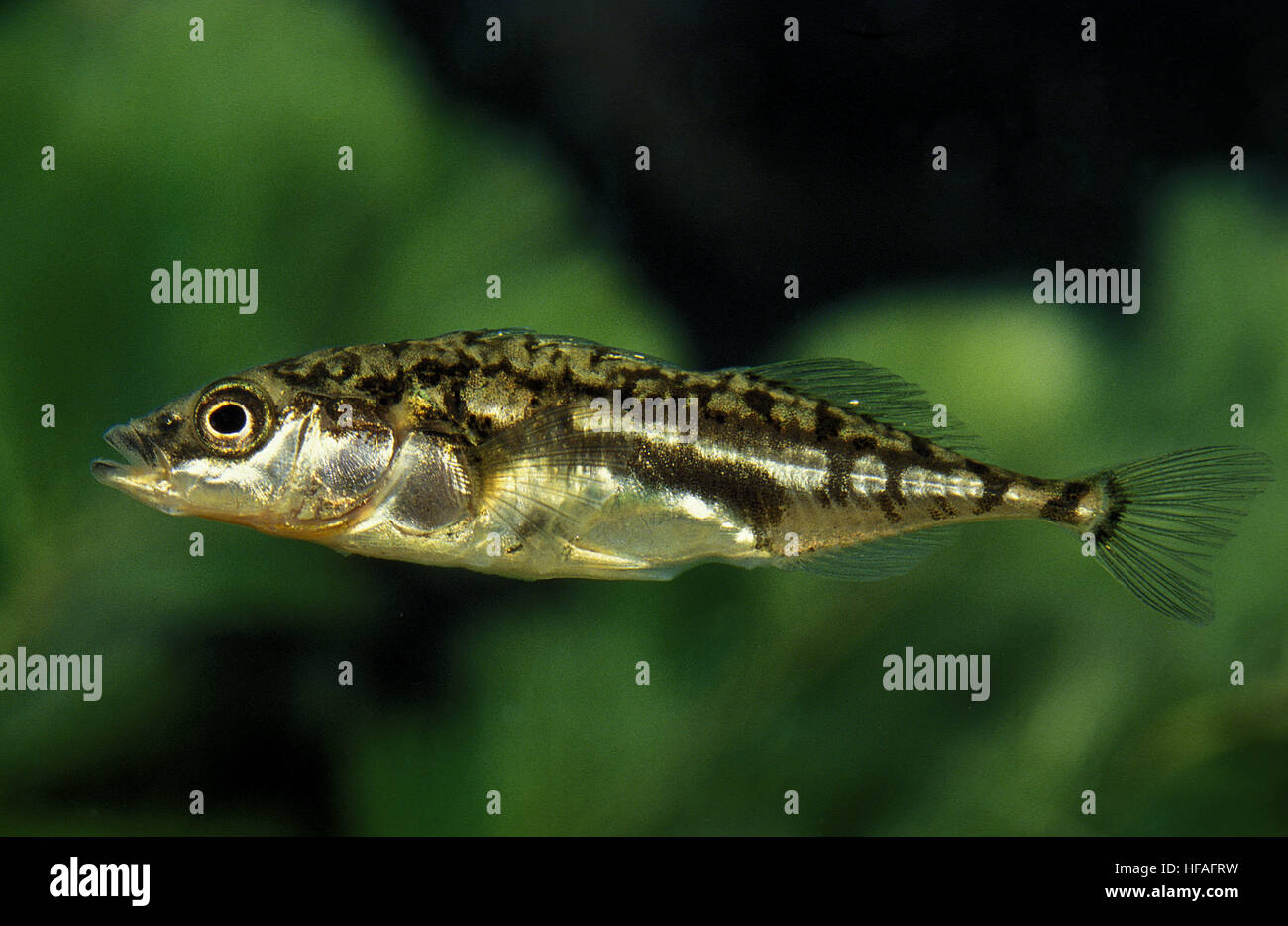 Stickleback, gasterosteus aculeatus Stock Photo - Alamy