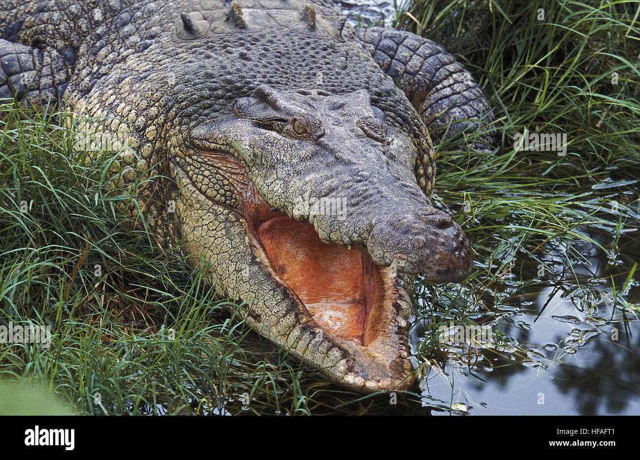 Australian Saltwater Crocodile or Estuarine Crocodile, crocodylus ...