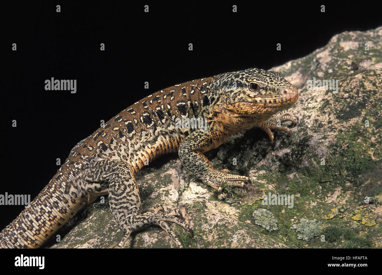 Teju hi-res stock photography and images - Alamy