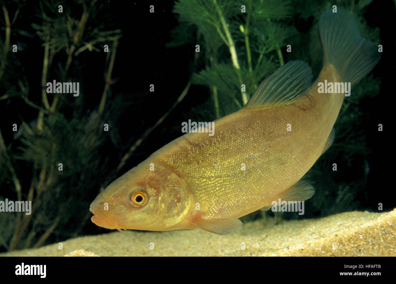 Tench, tinca tinca Stock Photo - Alamy
