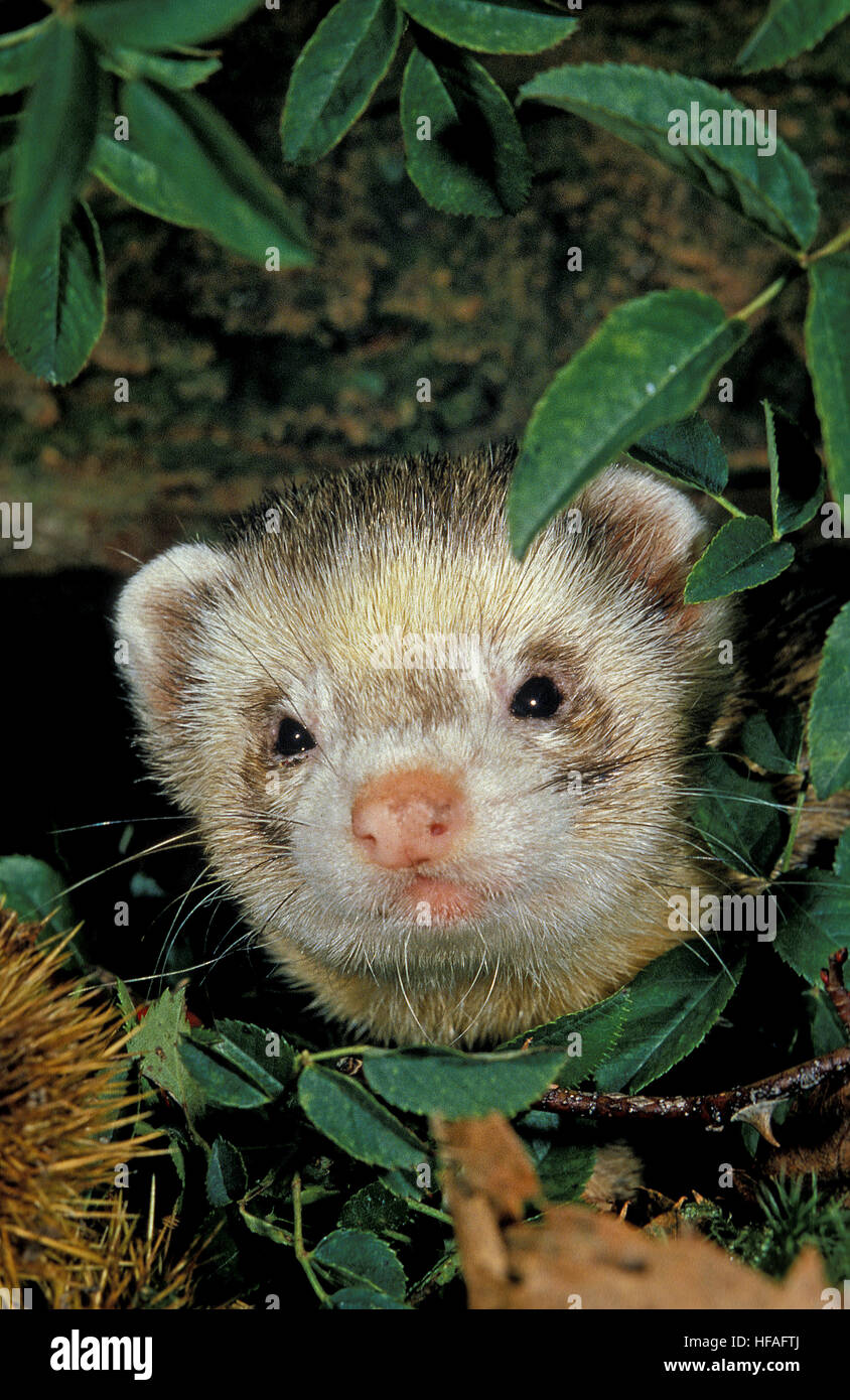 European Polecat, mustela putorius Stock Photo - Alamy