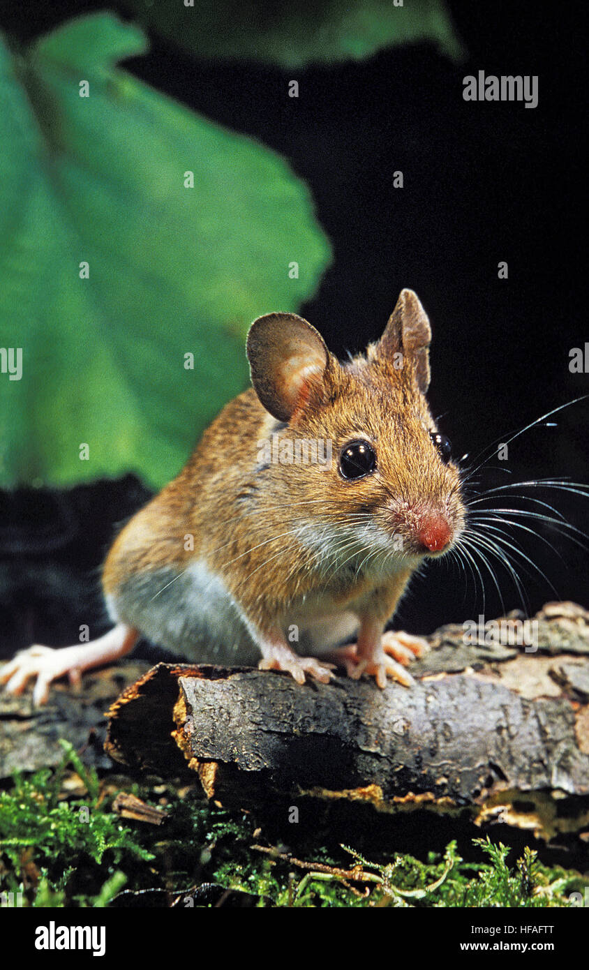 Apodemus hi-res stock photography and images - Alamy