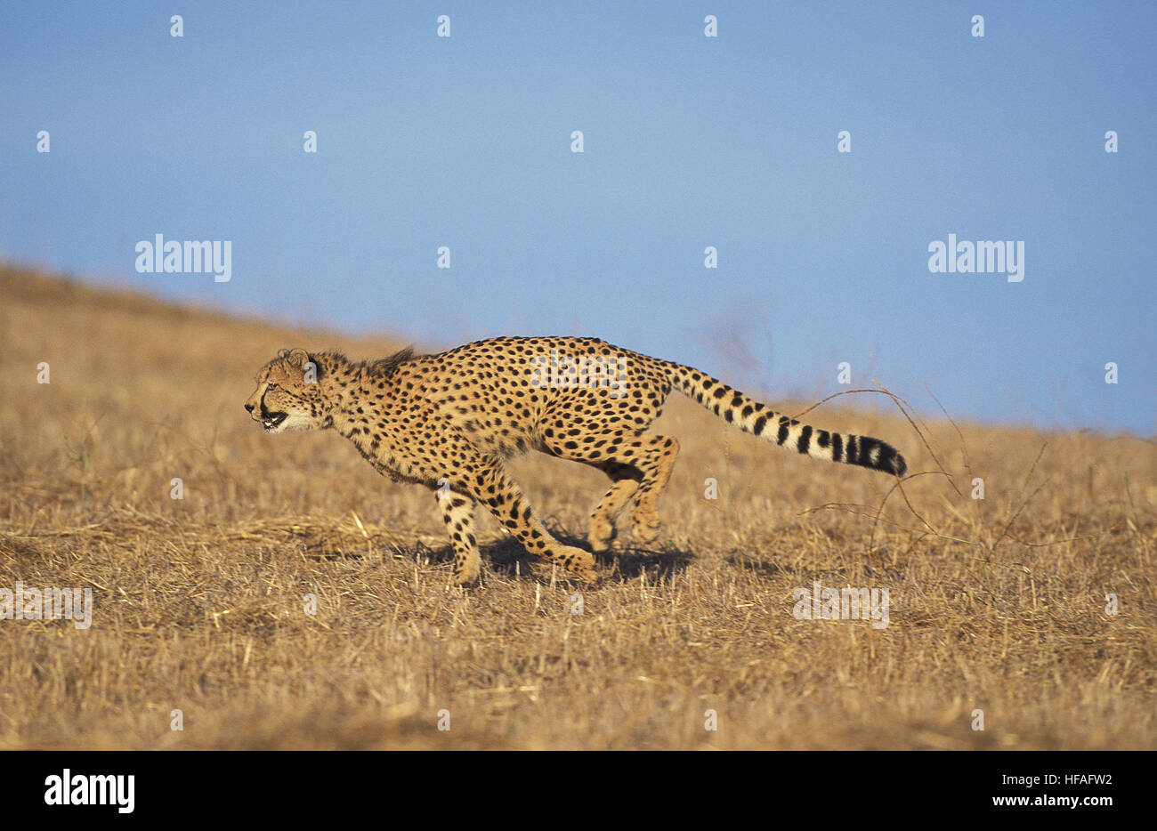 Cheetah running hi-res stock photography and images - Alamy