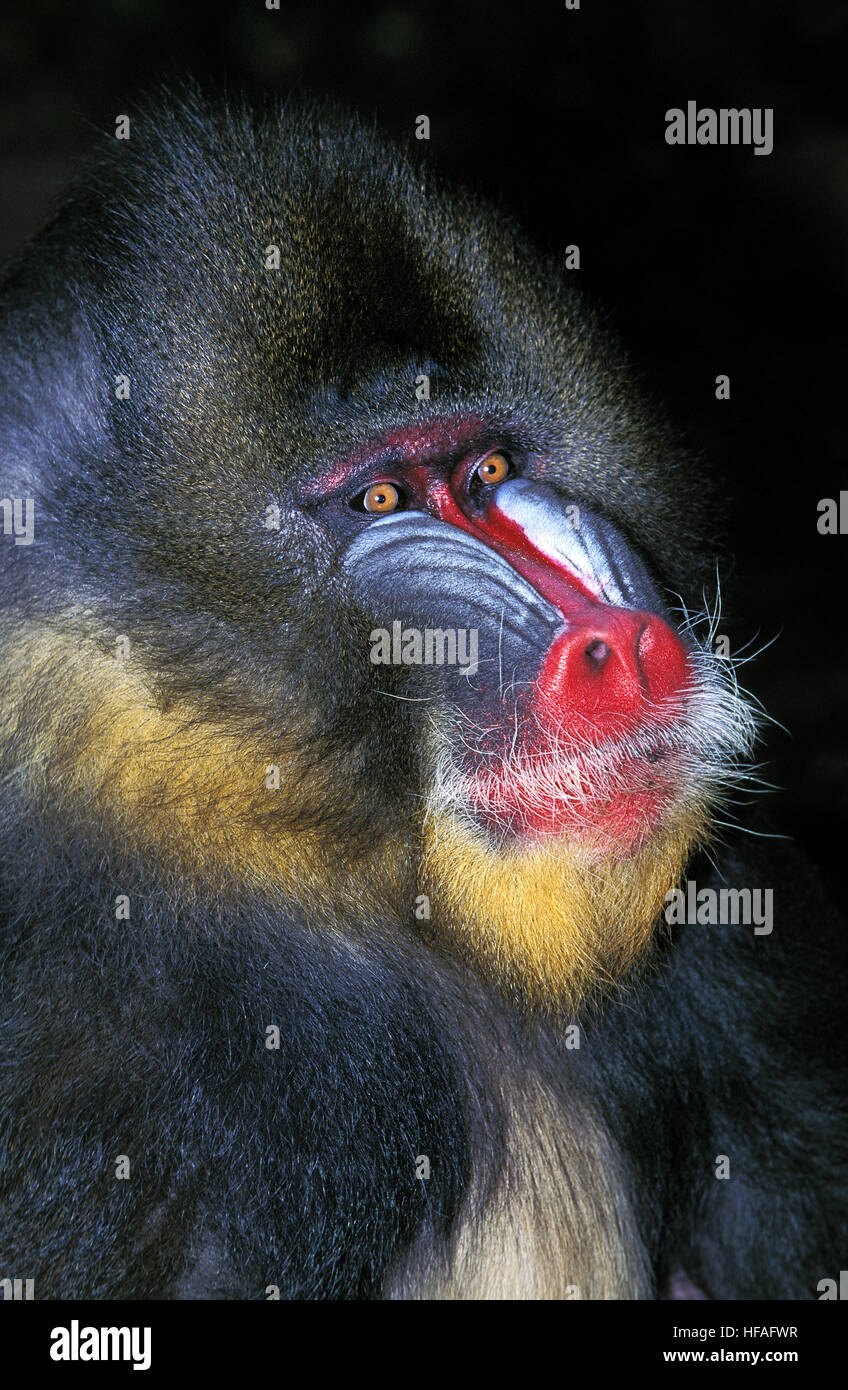 Mandrill, mandrillus sphinx, Portrait of Male Stock Photo - Alamy