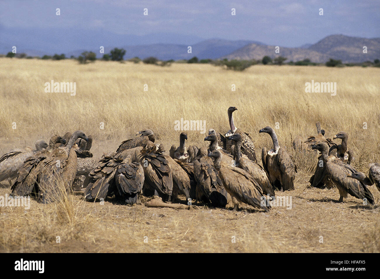 Ruppell's Vulture, gyps rueppelli, Group standing on a Carcass, Masai ...