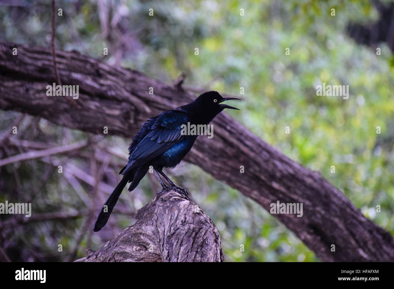Male great-tailed grackle on a tree branch with beak open Stock Photo ...