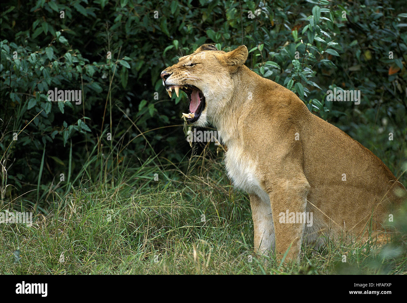 Female lion sitting hi-res stock photography and images - Alamy