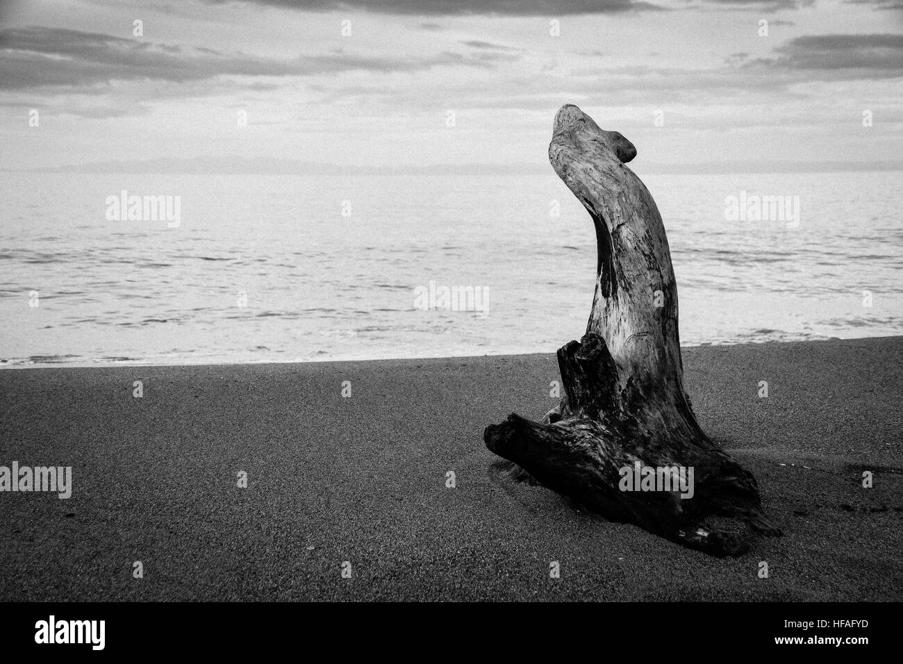 Driftwood on the beach Stock Photo - Alamy