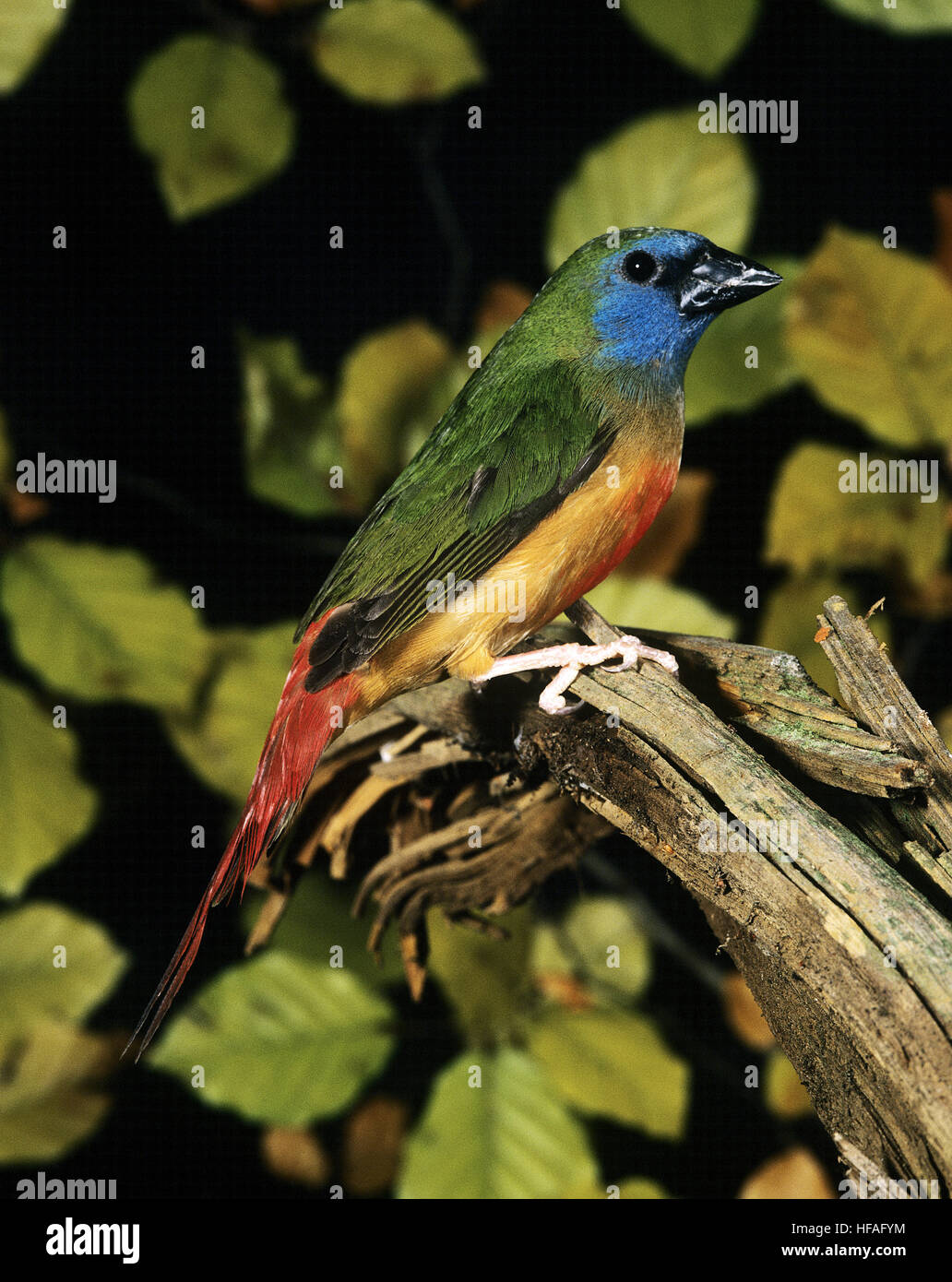 Parrotfinch erythrura trichroa hi-res stock photography and images - Alamy