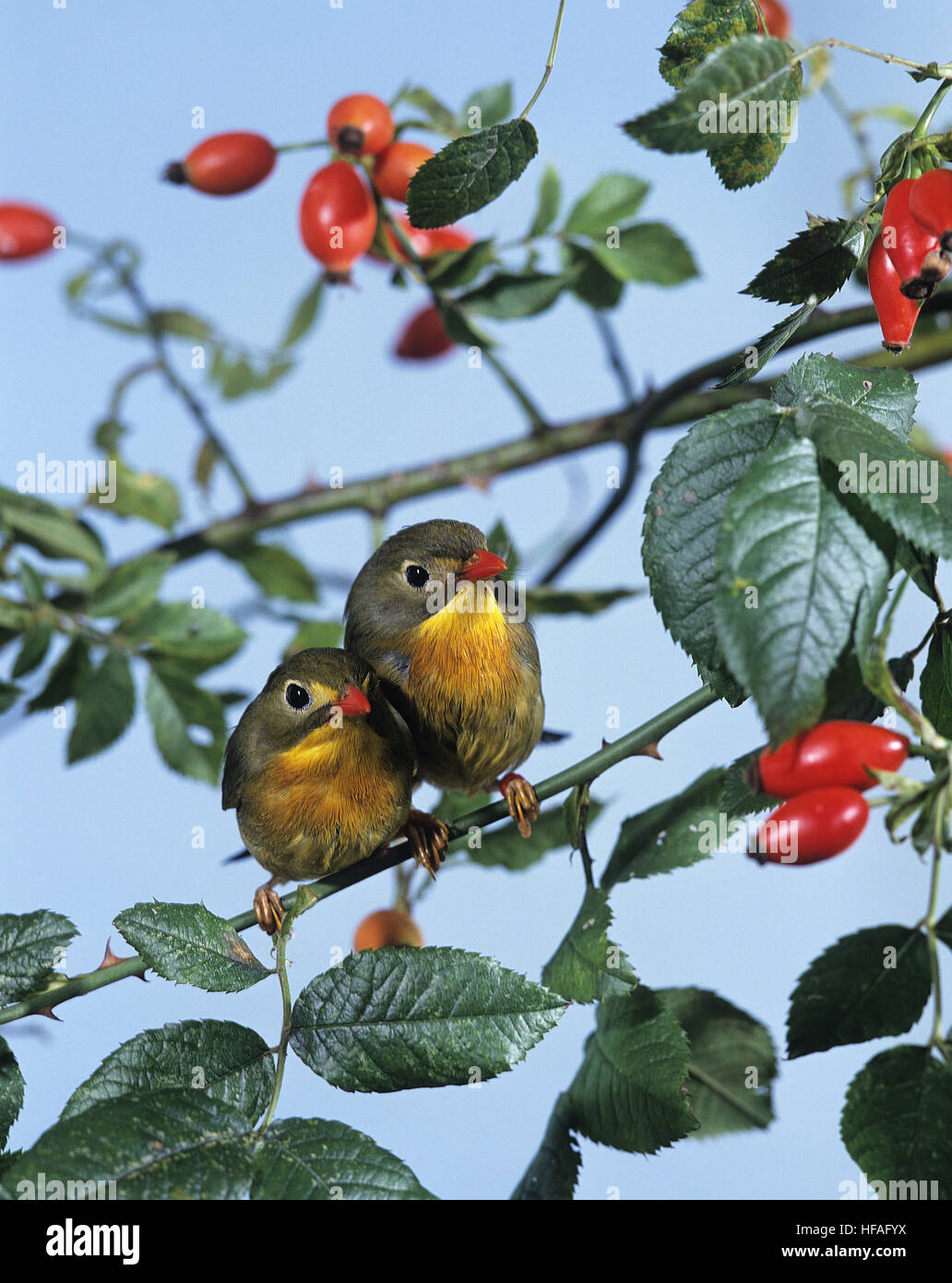 Red Billed Leiothrix, leiothrix lutea Stock Photo - Alamy