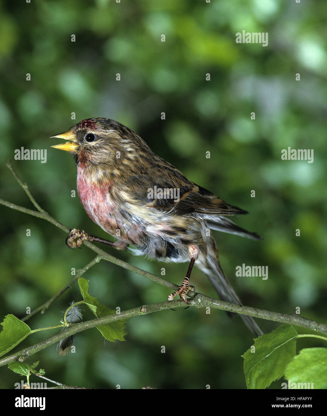 Acanthis flammea flammea hi-res stock photography and images - Alamy