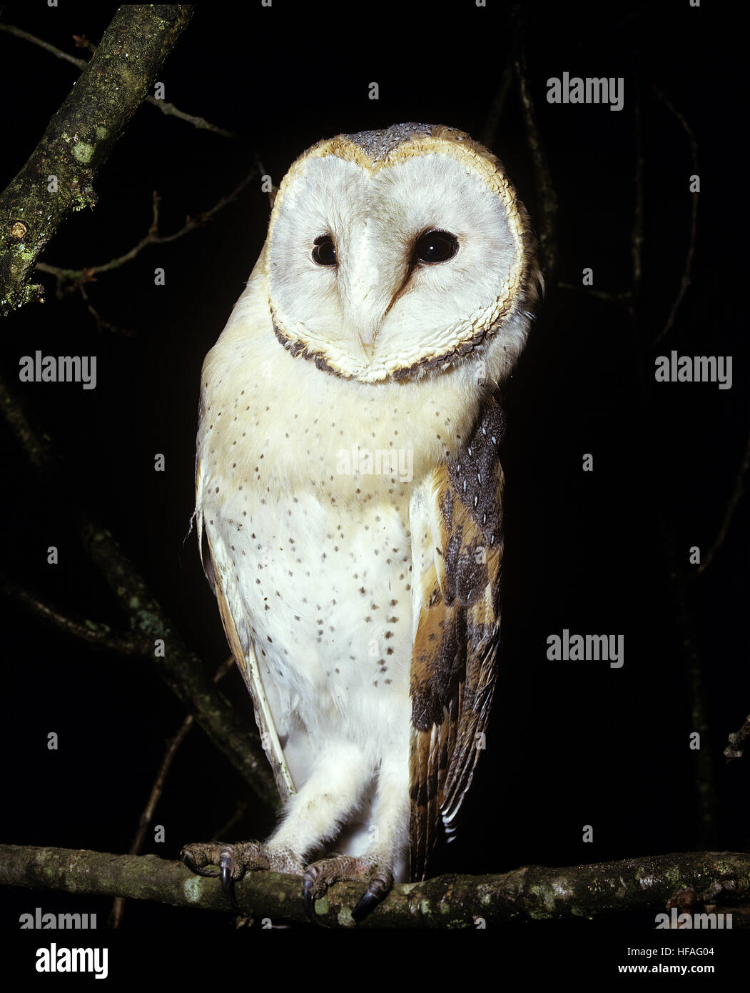Barn Owl, tyto alba Stock Photo - Alamy