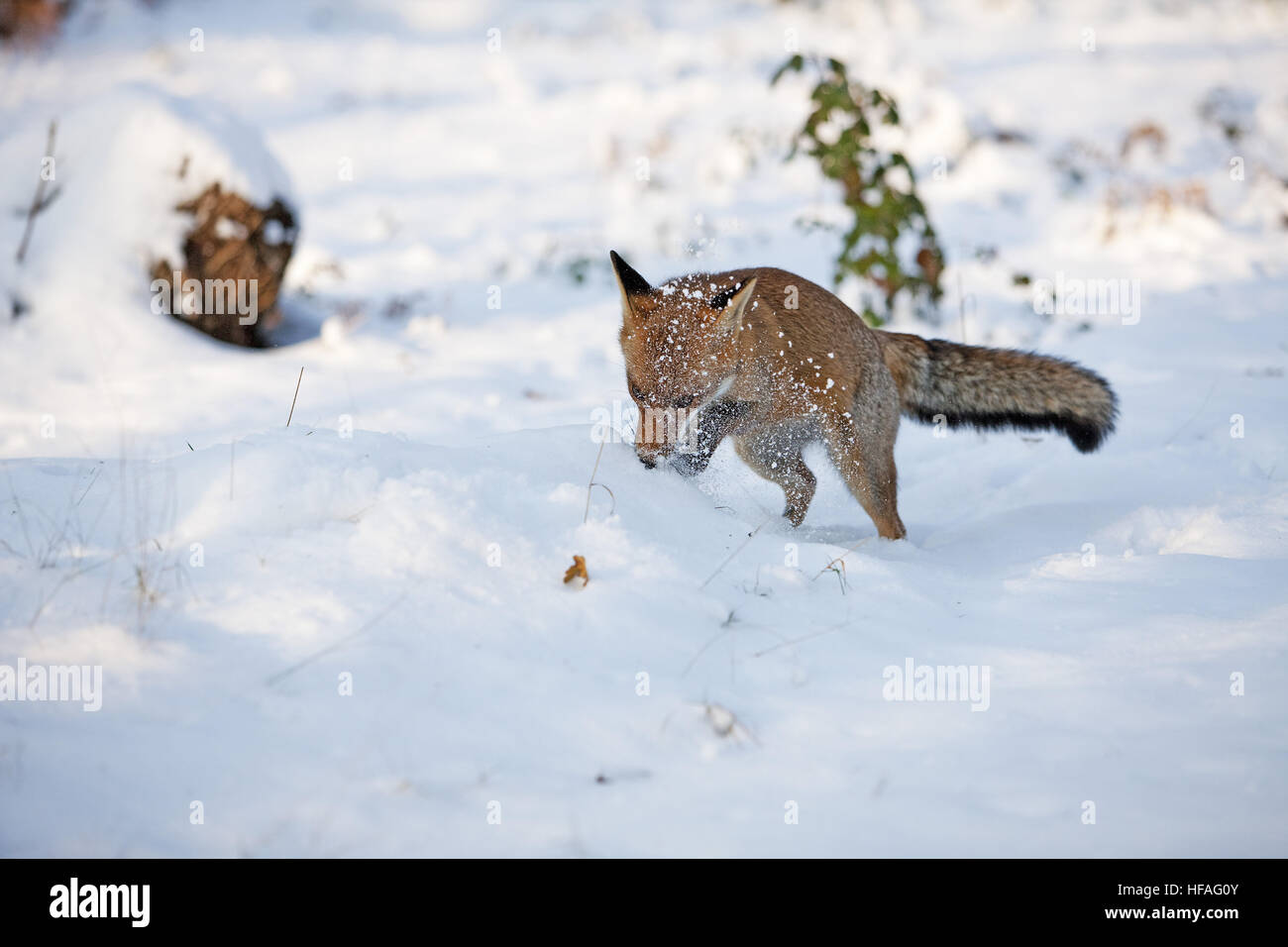 Adult fox digging hi-res stock photography and images - Alamy