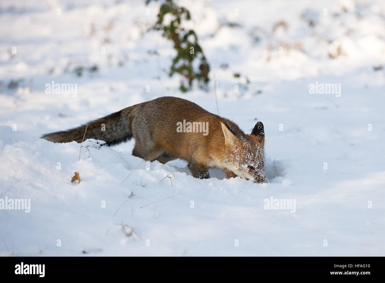 Adult fox digging hi-res stock photography and images - Alamy