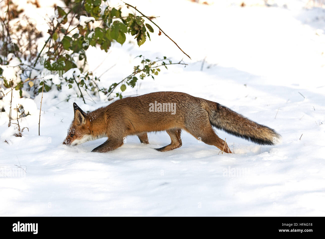 Red fox standing up hi-res stock photography and images - Alamy