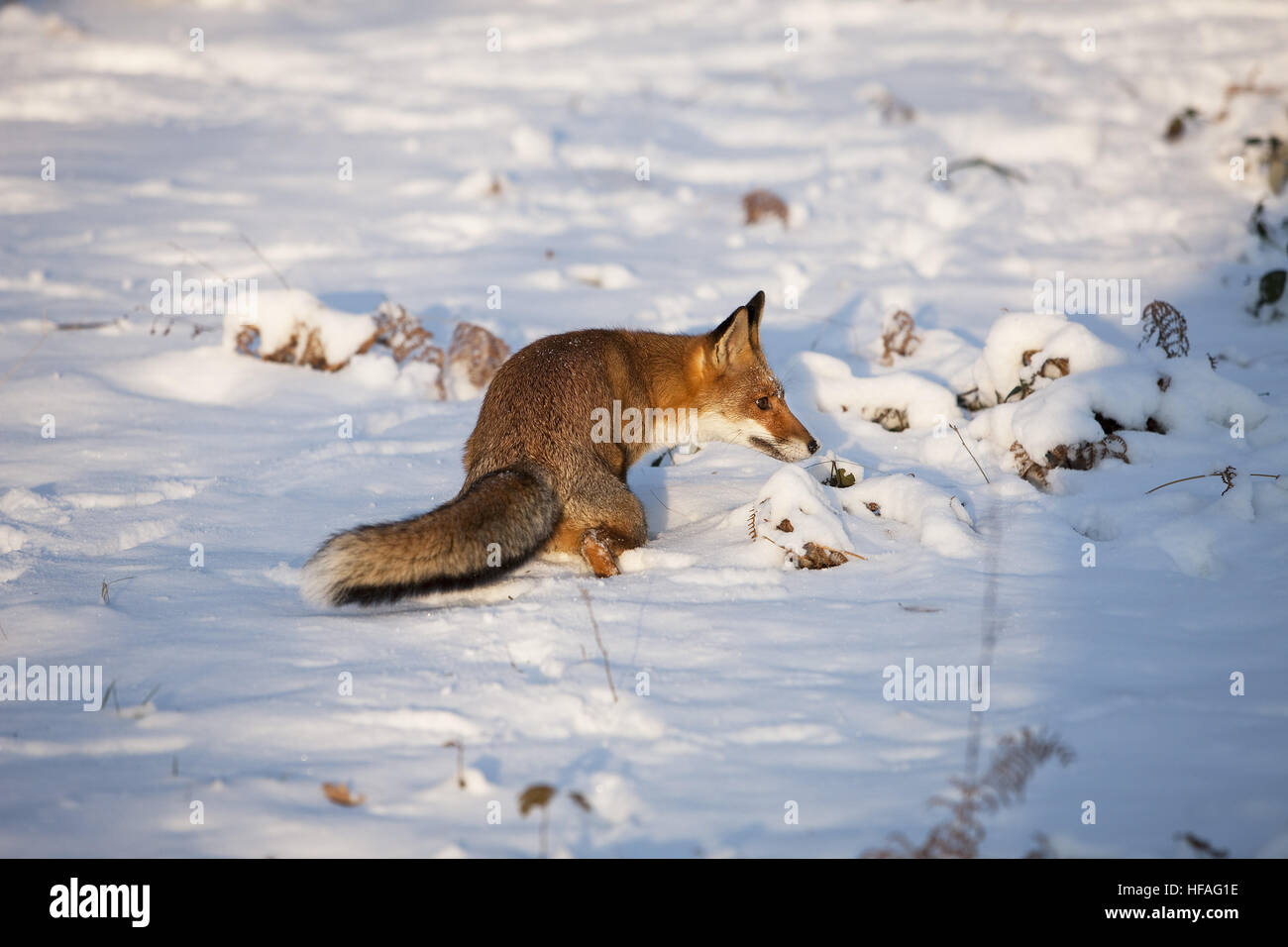 Rear View Red Fox High Resolution Stock Photography and Images - Alamy