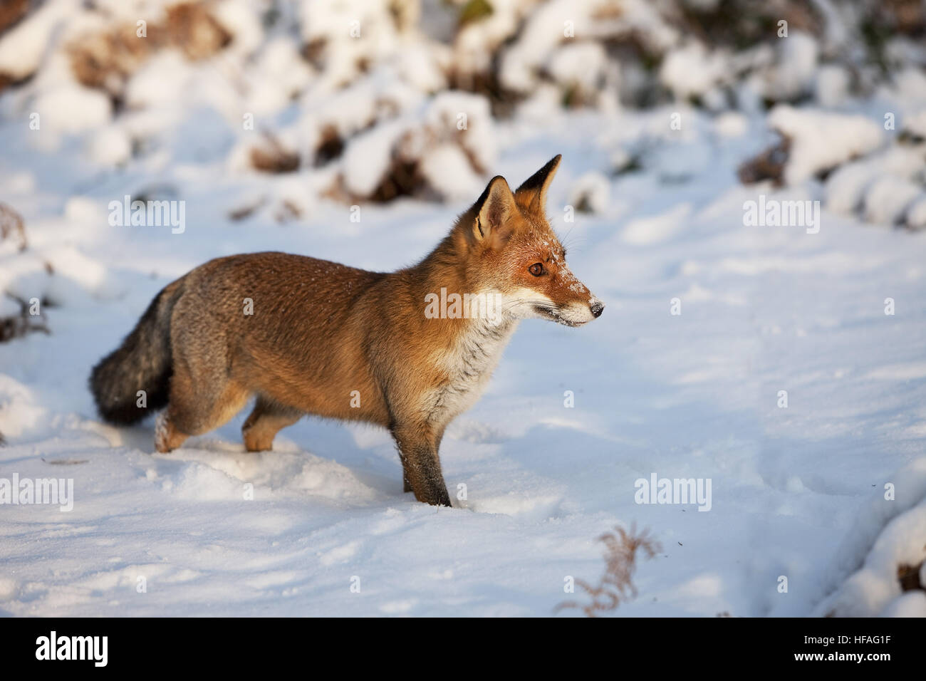 Red Fox, vulpes vulpes, Adult standing in Snow, Normandy Stock Photo - Alamy