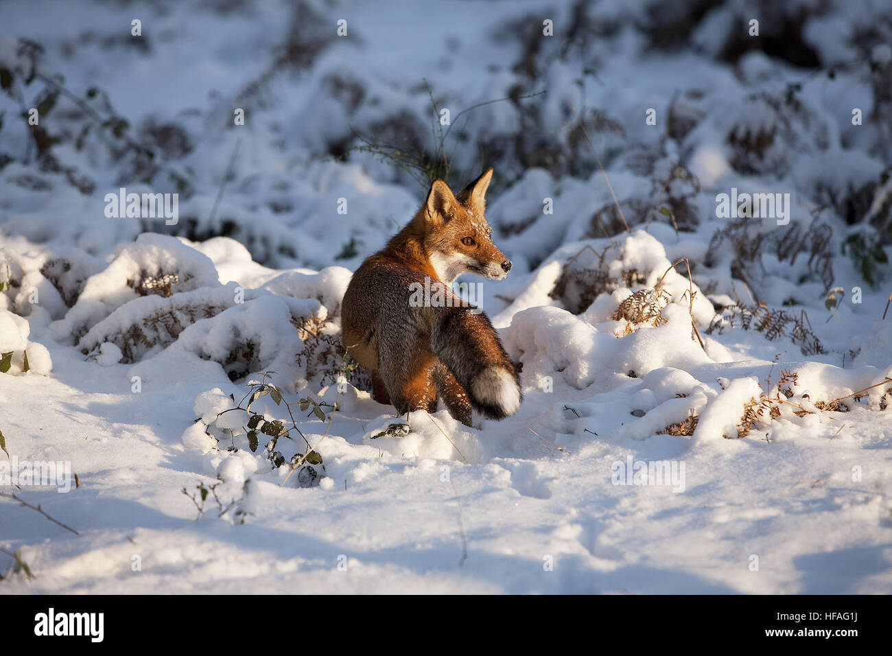 Rear view red fox hi-res stock photography and images - Alamy