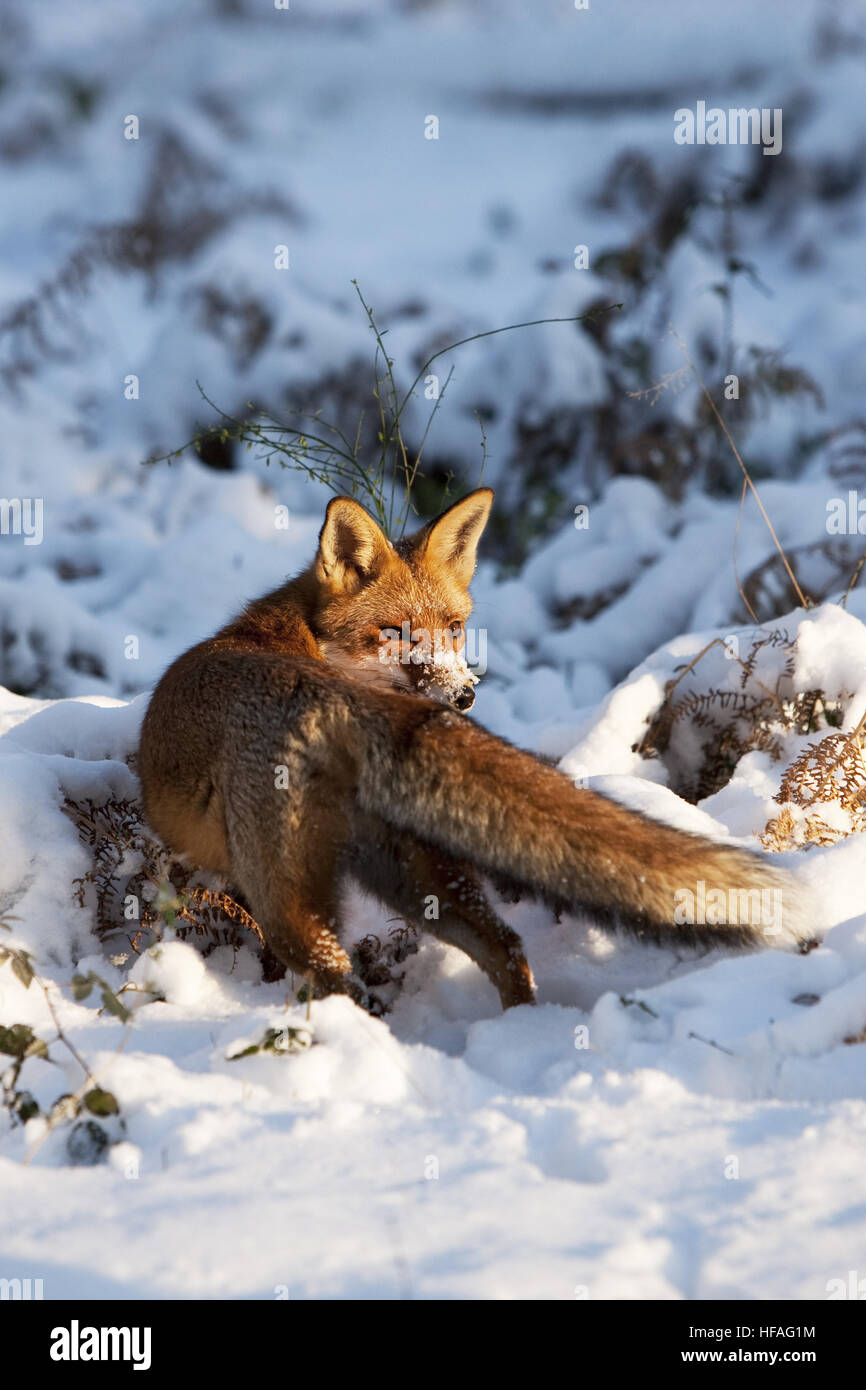 Rear view red fox hi-res stock photography and images - Alamy