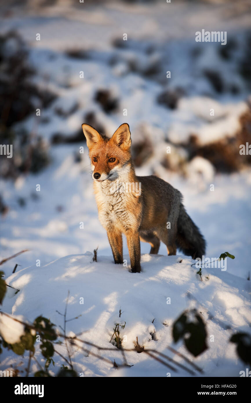 Red Fox, vulpes vulpes, Adult standing in Snow, Normandy Stock Photo - Alamy