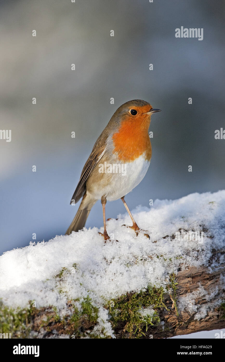Bird robin face hi-res stock photography and images - Alamy