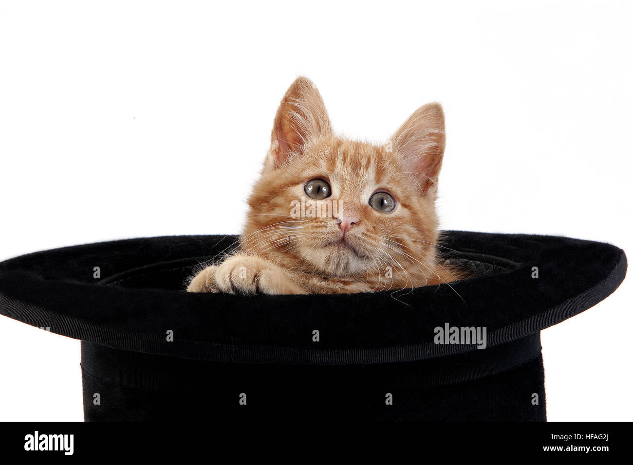Cat in hat hi-res stock photography and images - Alamy