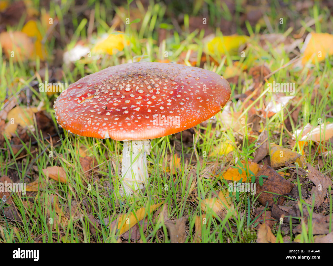 Red fly agaric mushroom in the forest Stock Photo - Alamy