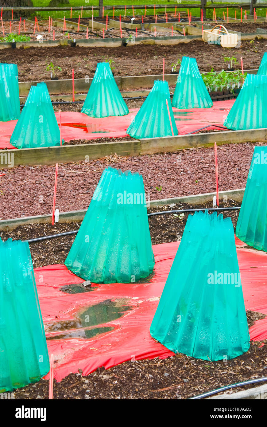 Walls of Water protection new young seedlings cloche cold frame ...