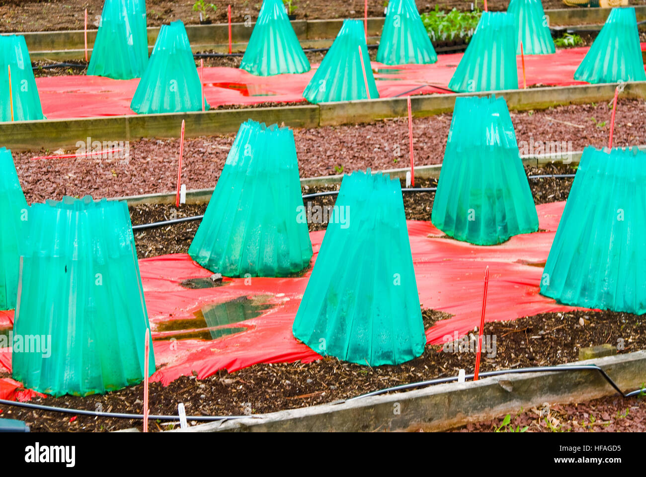 Walls of Water protection new young seedlings cloche cold frame ...