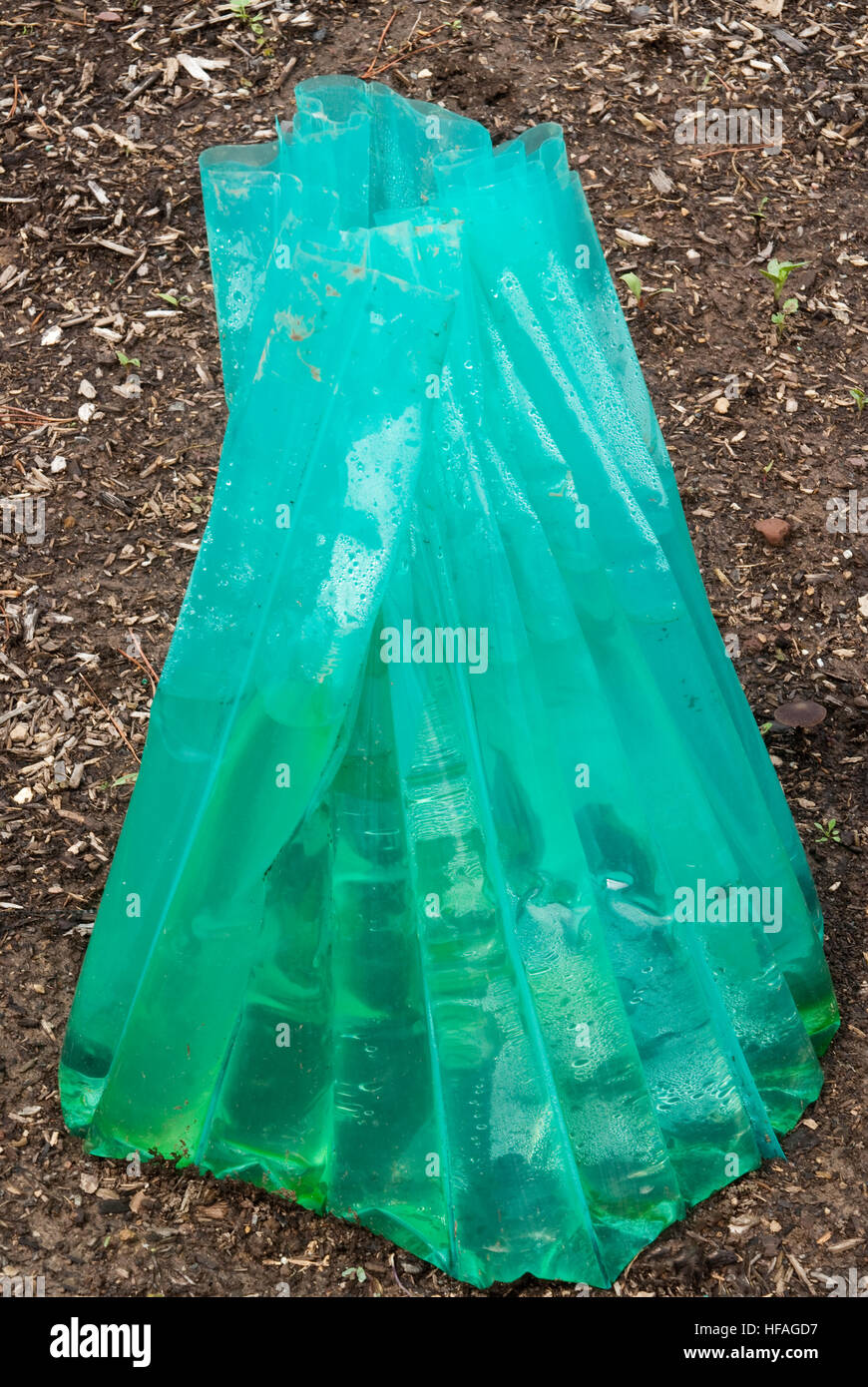 Walls of Water protection new young seedlings cloche cold frame ...