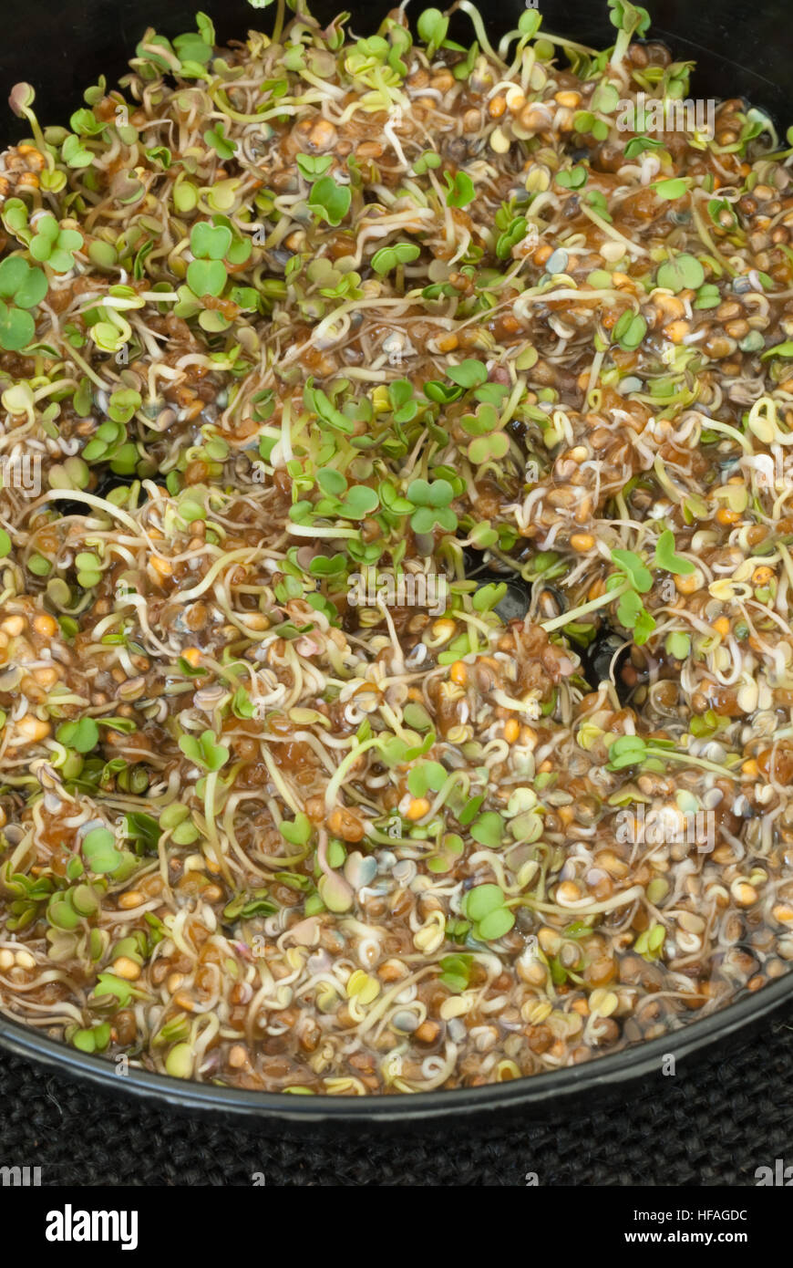 Growing rocket container hi-res stock photography and images - Alamy