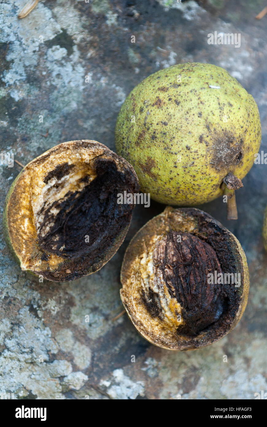English walnut nuts Juglans regia, conkers macro show open sliced ...
