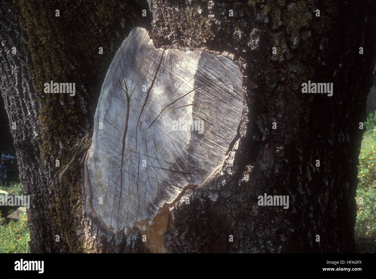 Pruning example hi-res stock photography and images - Alamy