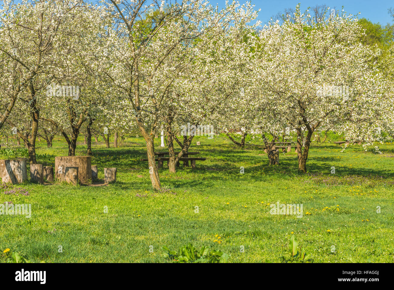 The Cherry Orchard Stock Photo - Alamy