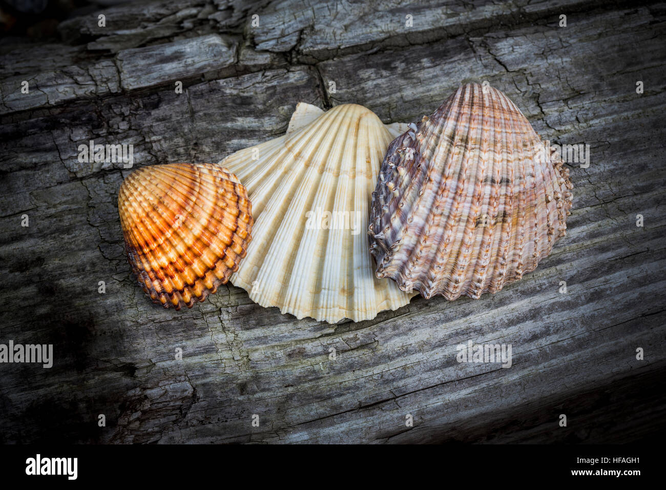 Wood shell hi-res stock photography and images - Alamy
