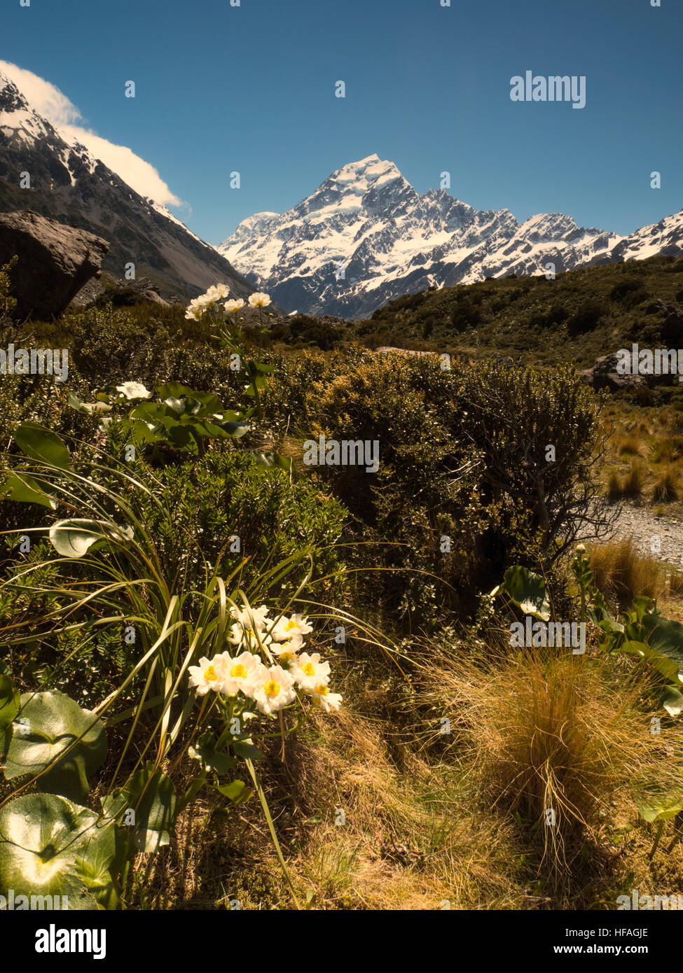 Mount Cook, Aoraki (3754m), and Mount Cook buttercup (kopukupuku ...
