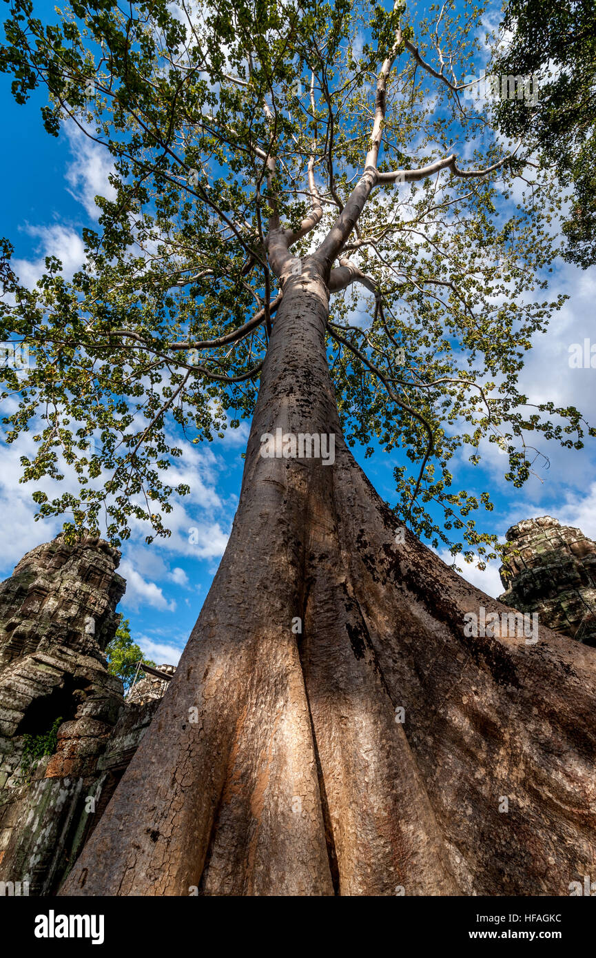 Tall tree growth on ruin Stock Photo - Alamy