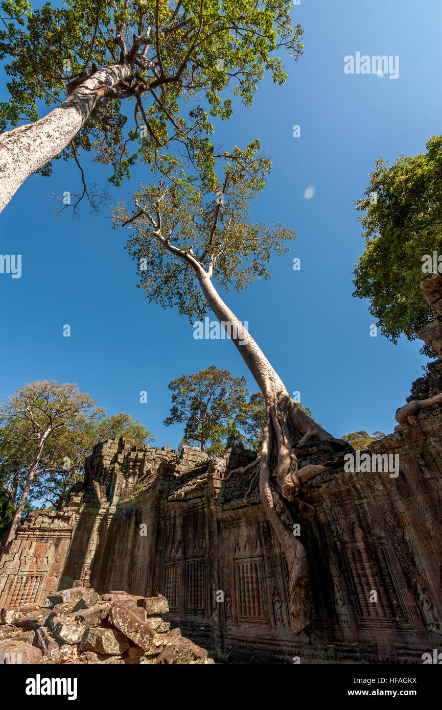 Tall tree growth on ruin Stock Photo - Alamy
