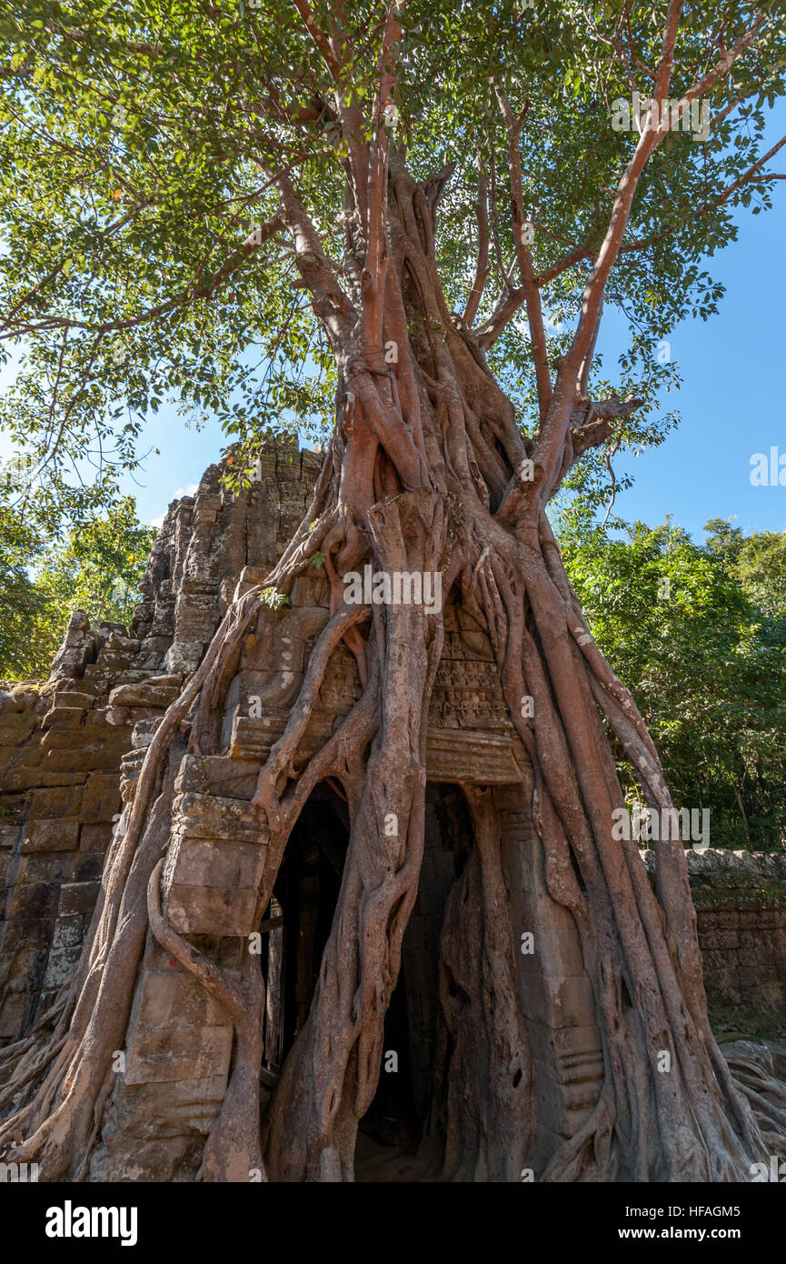 Tall tree growth on ruin Stock Photo - Alamy