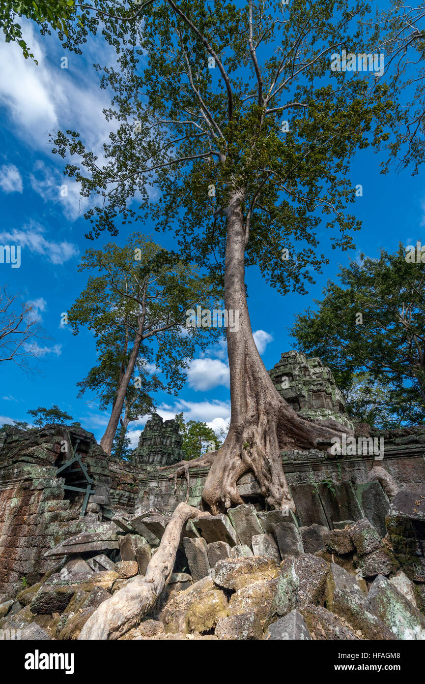 Tall tree growth on ruin Stock Photo - Alamy