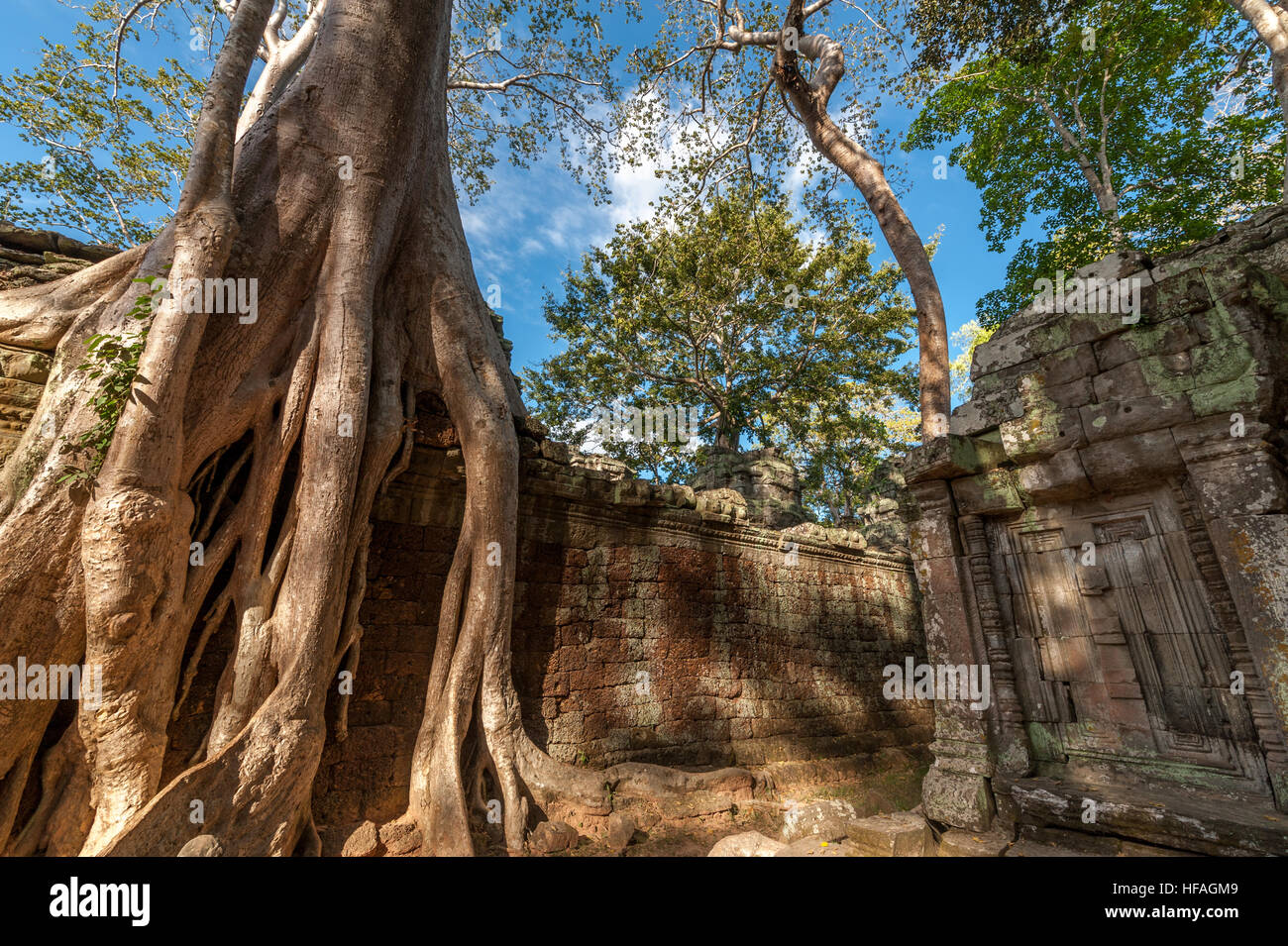 Tall tree growth on ruin Stock Photo - Alamy