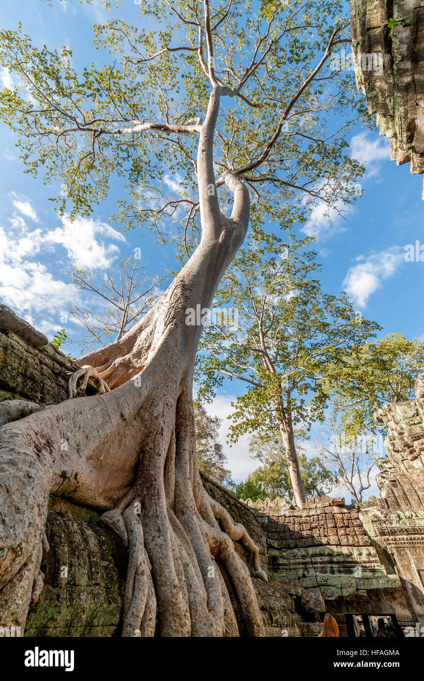 Tall tree growth on ruin Stock Photo - Alamy