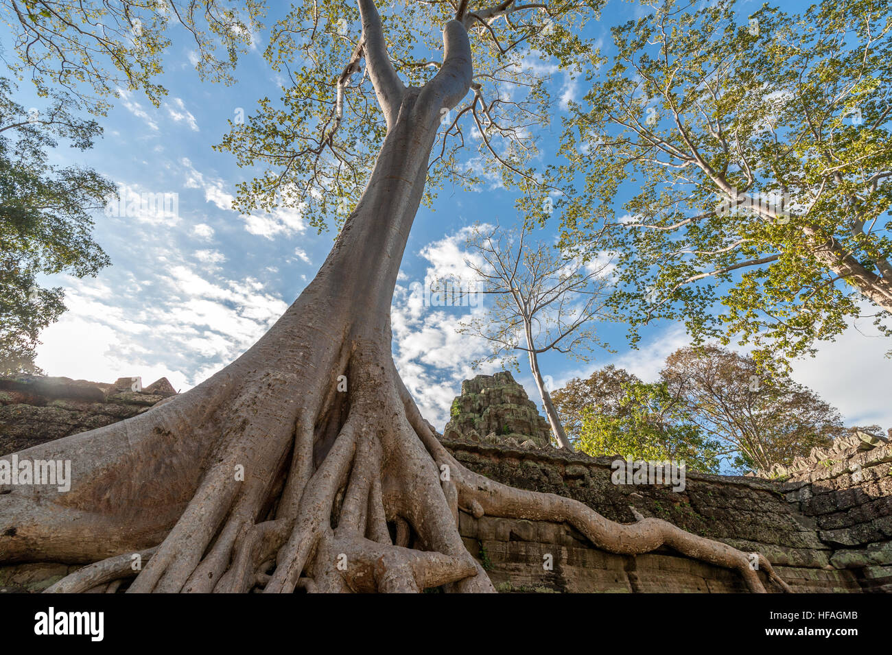 Tall tree growth on ruin Stock Photo - Alamy