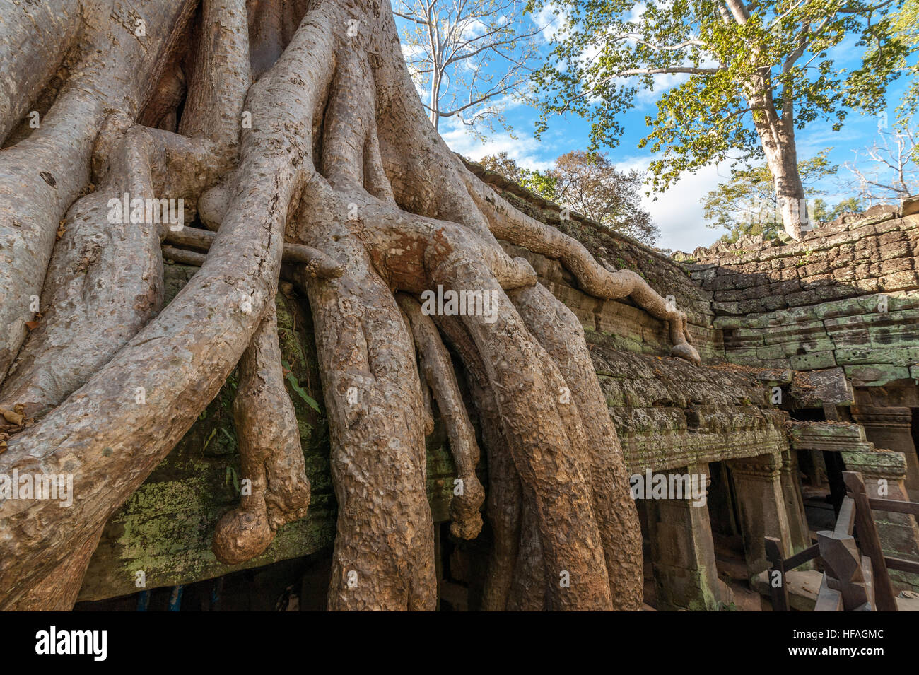 Tall tree growth on ruin Stock Photo - Alamy