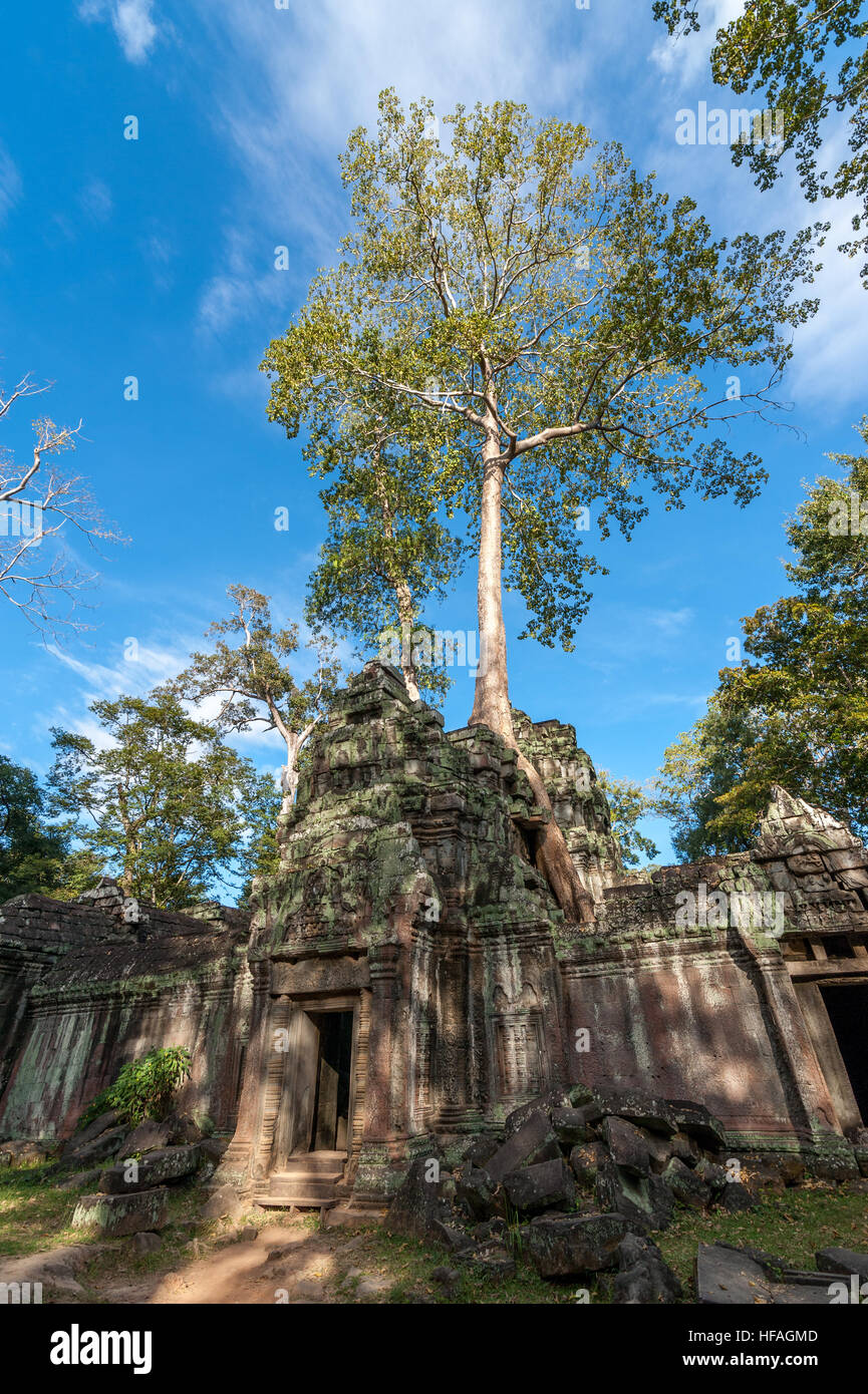 Tall tree growth on ruin Stock Photo - Alamy