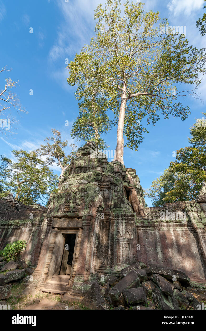 Tall tree growth on ruin Stock Photo - Alamy