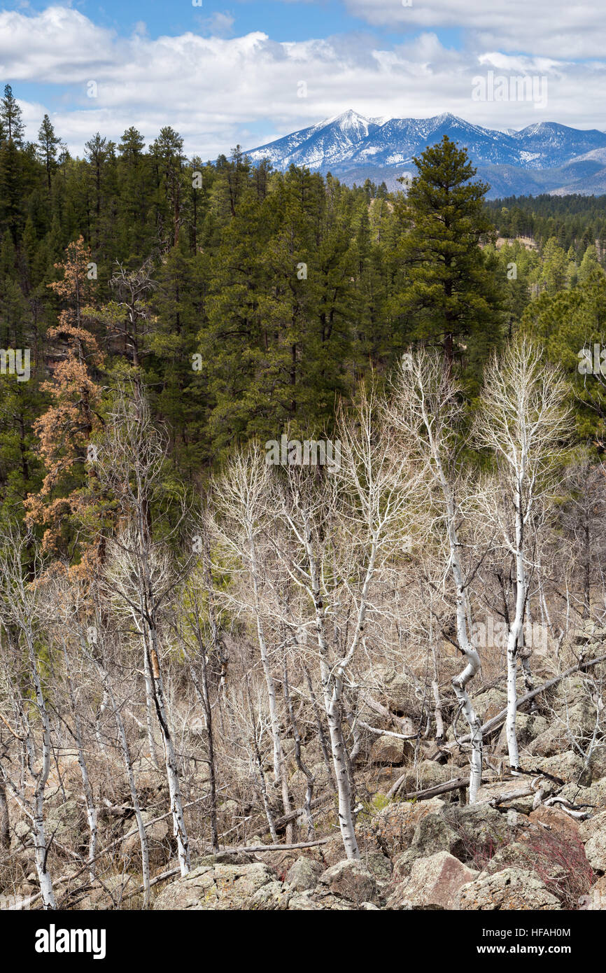 Mogollon rim snow hi-res stock photography and images - Alamy