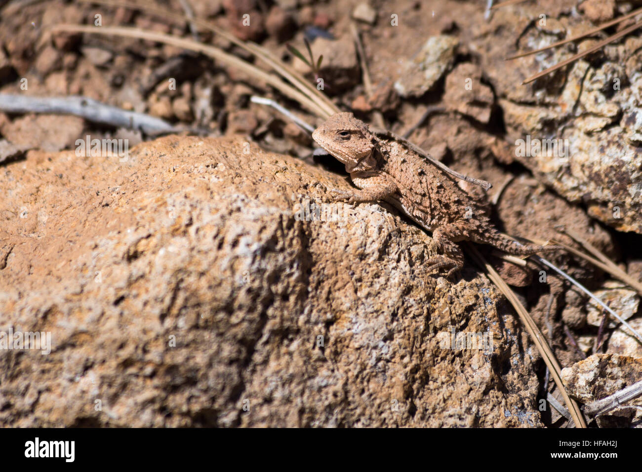 A horned lizard sunning on a rock along the Arizona Trail near the San ...