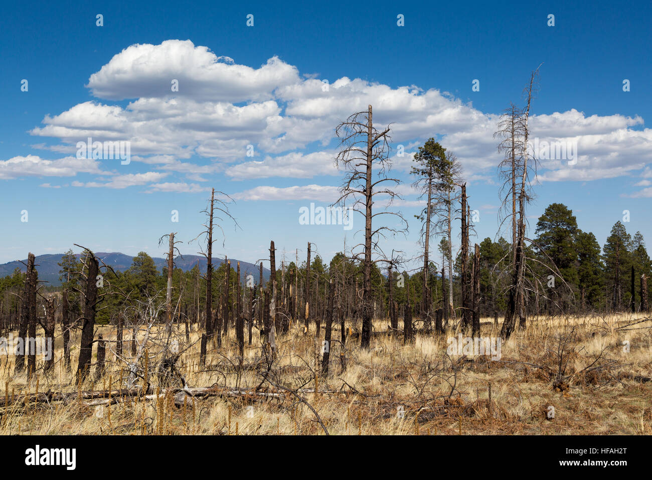 Ponderosa Pine Forest Fire
